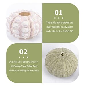 4Pcs Conch Shell Large Sea Urchin Plant Pot Sea Shells Air Plant Holder Bonsai Air Plant Planter Tillandsia Holde Display Container Beach Garden sea Urchin Shell Decoration air Plant Holder