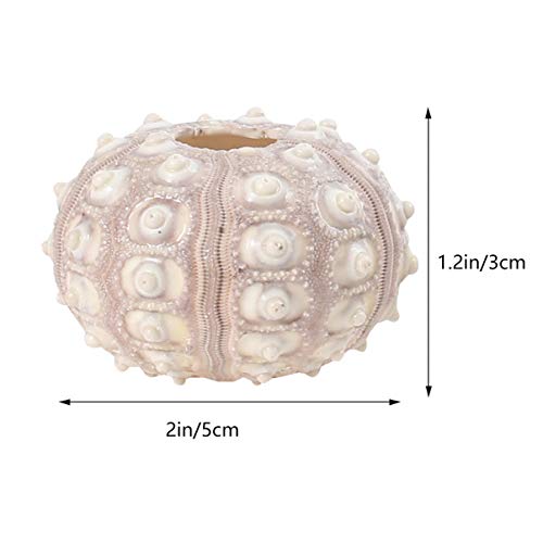 4Pcs Conch Shell Large Sea Urchin Plant Pot Sea Shells Air Plant Holder Bonsai Air Plant Planter Tillandsia Holde Display Container Beach Garden sea Urchin Shell Decoration air Plant Holder