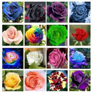 200+ mix rose seeds for planting outdoors flower bush perennial shrub, non-gmo heirloom 90% germination rate open pollinated