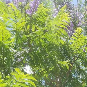 Purple Jacaranda Seeds Jacaranda Mimosifolia Fern Tree Black Poui 20 Seeds