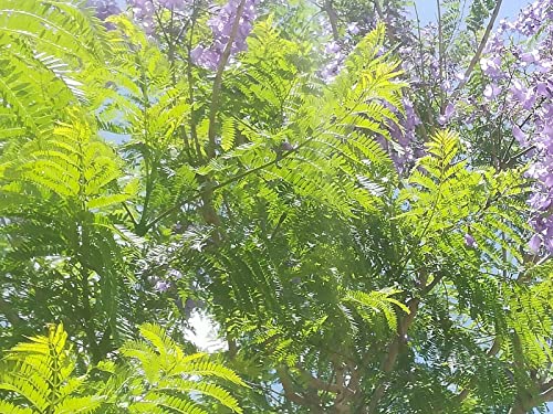 Purple Jacaranda Seeds Jacaranda Mimosifolia Fern Tree Black Poui 20 Seeds