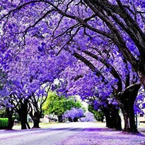 Purple Jacaranda Seeds Jacaranda Mimosifolia Fern Tree Black Poui 20 Seeds