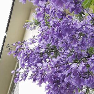 Purple Jacaranda Seeds Jacaranda Mimosifolia Fern Tree Black Poui 20 Seeds