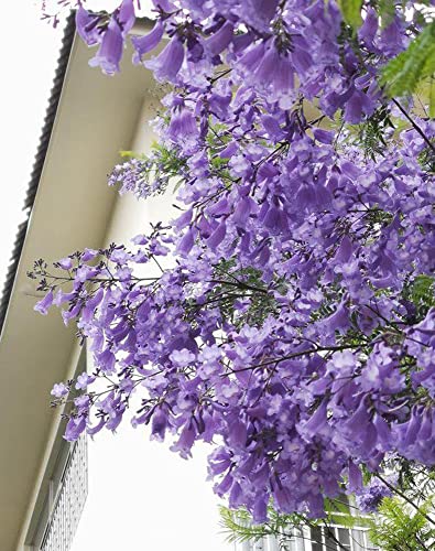 Purple Jacaranda Seeds Jacaranda Mimosifolia Fern Tree Black Poui 20 Seeds