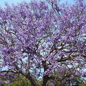 Purple Jacaranda Seeds Jacaranda Mimosifolia Fern Tree Black Poui 20 Seeds