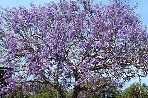 Purple Jacaranda Seeds Jacaranda Mimosifolia Fern Tree Black Poui 20 Seeds