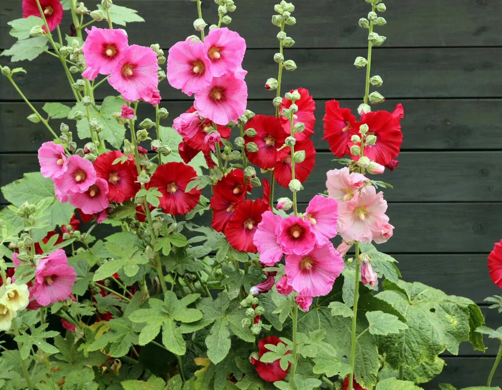 300+ Hollyhock Seeds for Planting