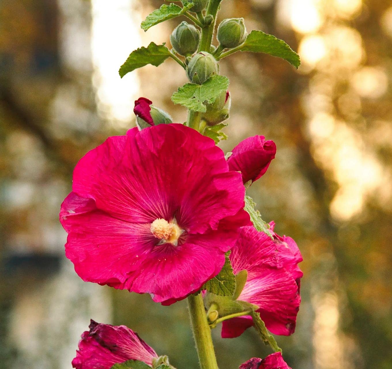 300+ Hollyhock Seeds for Planting