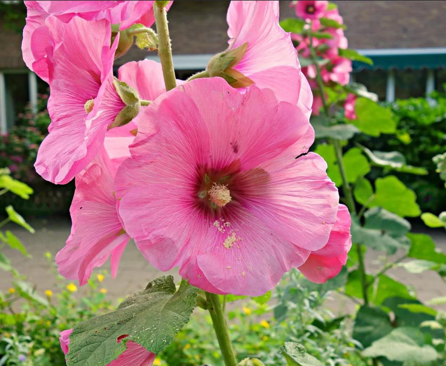 300+ Hollyhock Seeds for Planting