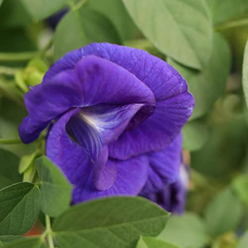 50 Butterfly Pea Flower Seeds - HOA Dau Biec - Blue Butterfly Pea Vine Seeds (Clitoria Ternatea) Asian Pigeonwings -Tropical Vine Plant Seeds- Edible Flower | Non GMO | Organic | Heirloom