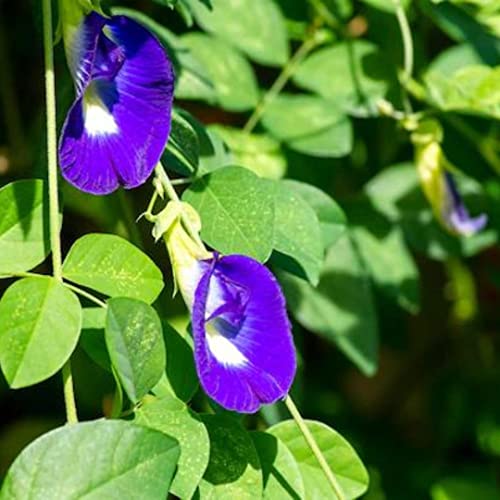 50 Butterfly Pea Flower Seeds - HOA Dau Biec - Blue Butterfly Pea Vine Seeds (Clitoria Ternatea) Asian Pigeonwings -Tropical Vine Plant Seeds- Edible Flower | Non GMO | Organic | Heirloom