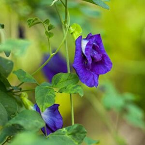 50 Butterfly Pea Flower Seeds - HOA Dau Biec - Blue Butterfly Pea Vine Seeds (Clitoria Ternatea) Asian Pigeonwings -Tropical Vine Plant Seeds- Edible Flower | Non GMO | Organic | Heirloom