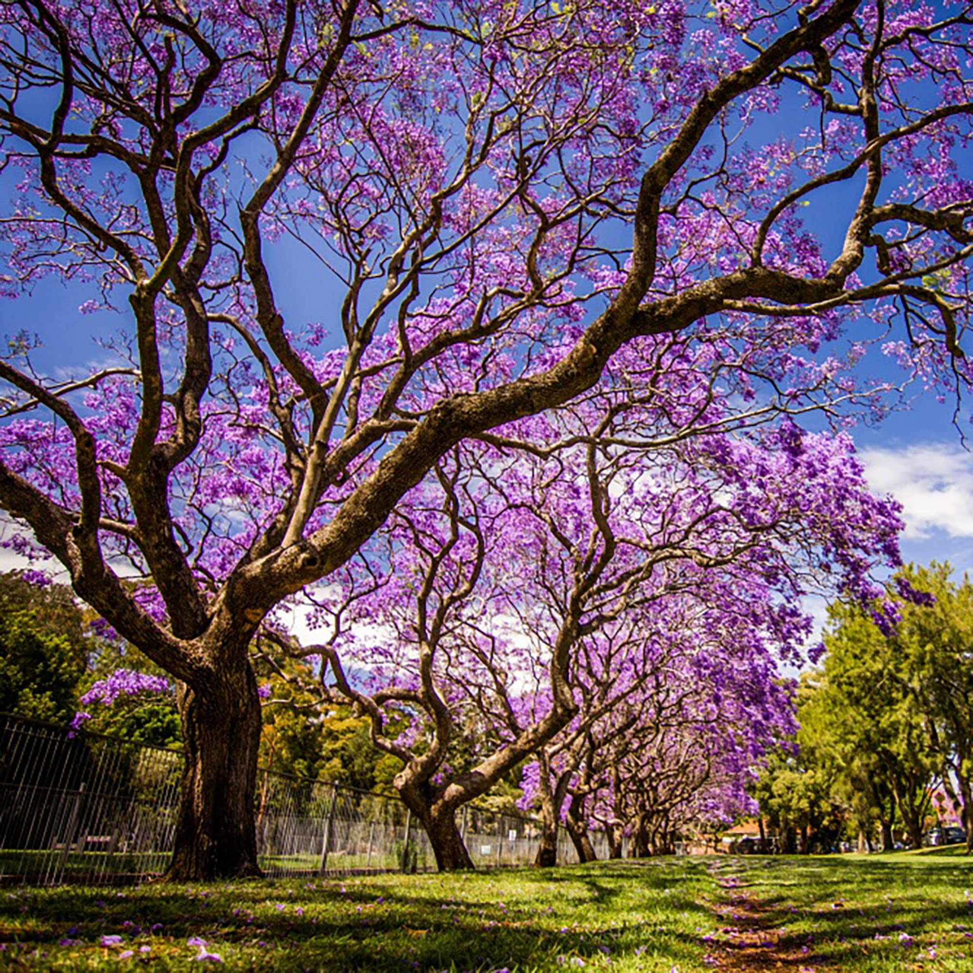 100 Jacaranda Tree Seeds (Jacaranda mimosifolia/Jacaranda acutifolia) - 100 Seeds - Blue Jacaranda Seeds, Black Poui, Nupur Tree - Pack of 100 Rare and Viable Seeds - QO Seeds