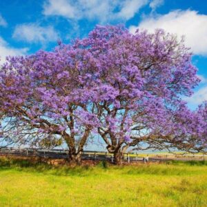 100 Jacaranda Tree Seeds (Jacaranda mimosifolia/Jacaranda acutifolia) - 100 Seeds - Blue Jacaranda Seeds, Black Poui, Nupur Tree - Pack of 100 Rare and Viable Seeds - QO Seeds