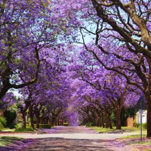 100 Jacaranda Tree Seeds (Jacaranda mimosifolia/Jacaranda acutifolia) - 100 Seeds - Blue Jacaranda Seeds, Black Poui, Nupur Tree - Pack of 100 Rare and Viable Seeds - QO Seeds