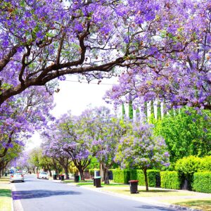 100 Jacaranda Tree Seeds (Jacaranda mimosifolia/Jacaranda acutifolia) - 100 Seeds - Blue Jacaranda Seeds, Black Poui, Nupur Tree - Pack of 100 Rare and Viable Seeds - QO Seeds