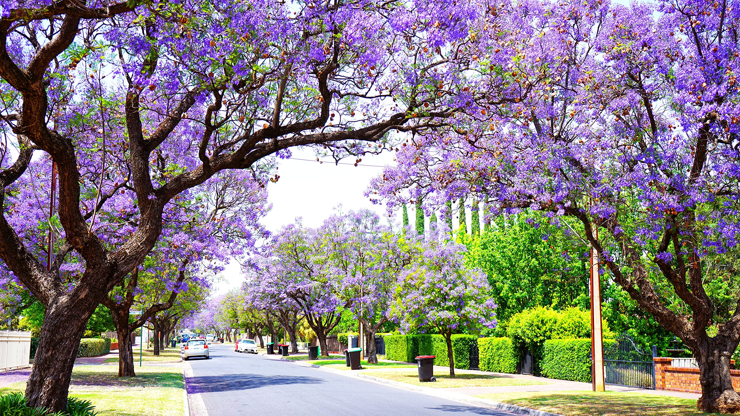 100 Jacaranda Tree Seeds (Jacaranda mimosifolia/Jacaranda acutifolia) - 100 Seeds - Blue Jacaranda Seeds, Black Poui, Nupur Tree - Pack of 100 Rare and Viable Seeds - QO Seeds