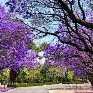 100 Jacaranda Tree Seeds (Jacaranda mimosifolia/Jacaranda acutifolia) - 100 Seeds - Blue Jacaranda Seeds, Black Poui, Nupur Tree - Pack of 100 Rare and Viable Seeds - QO Seeds