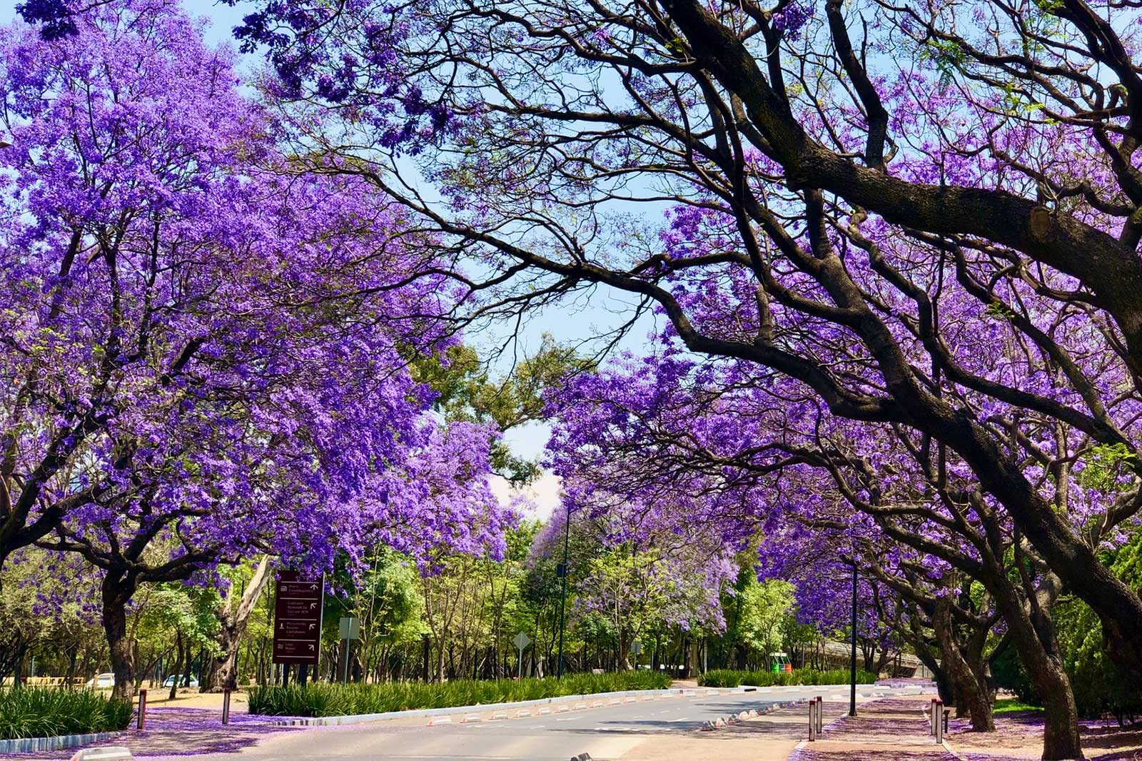 100 Jacaranda Tree Seeds (Jacaranda mimosifolia/Jacaranda acutifolia) - 100 Seeds - Blue Jacaranda Seeds, Black Poui, Nupur Tree - Pack of 100 Rare and Viable Seeds - QO Seeds