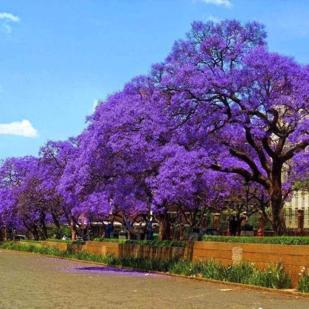 100 Jacaranda Tree Seeds (Jacaranda mimosifolia/Jacaranda acutifolia) - 100 Seeds - Blue Jacaranda Seeds, Black Poui, Nupur Tree - Pack of 100 Rare and Viable Seeds - QO Seeds