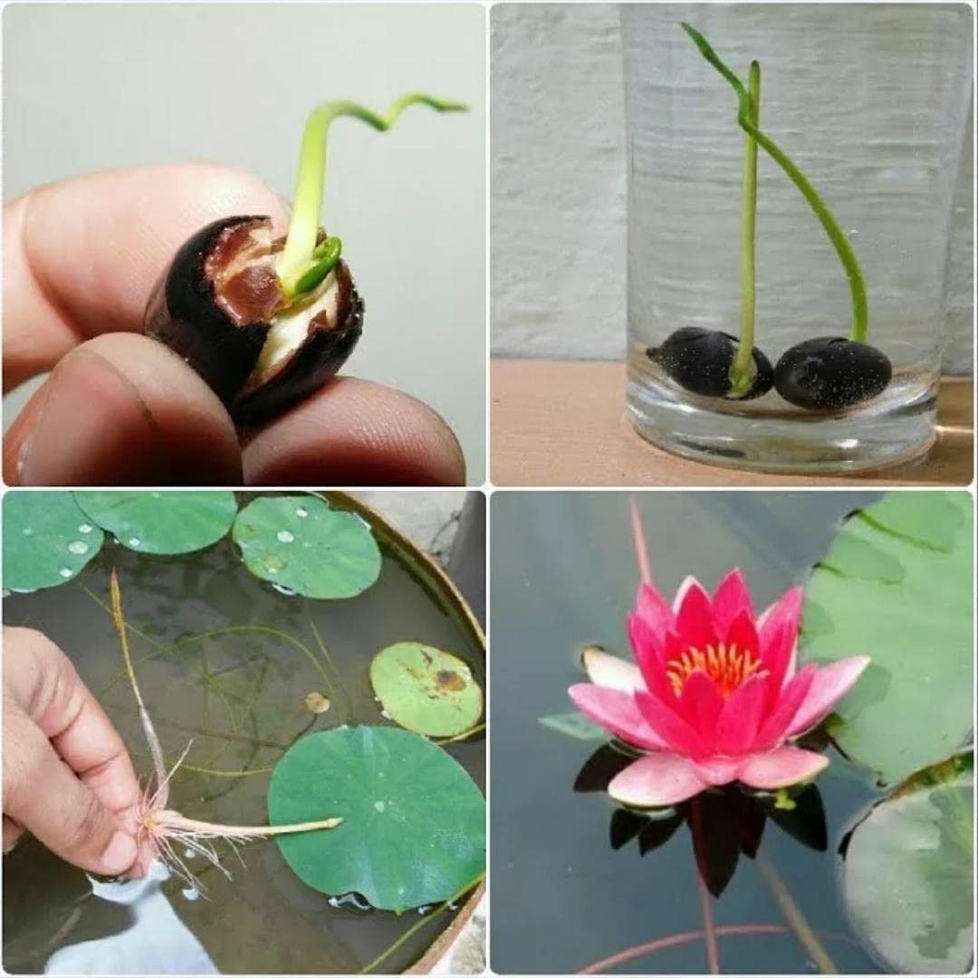 (30 Seeds) Bonsai Lotus Seeds for Planting, Water Lily Flower, Home Garden Plant Seeds, Flowering Aquatic Bonsai Plant