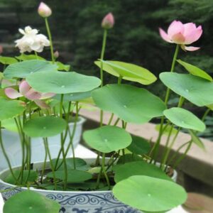 (30 Seeds) Bonsai Lotus Seeds for Planting, Water Lily Flower, Home Garden Plant Seeds, Flowering Aquatic Bonsai Plant