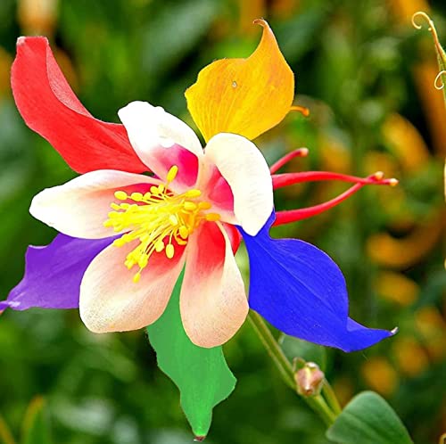 【1000+】Columbine Seeds Mix Colored Seeds for Planting Beautiful Perennial Flowers Plants