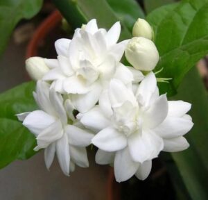 100+ jasmine seeds for planting