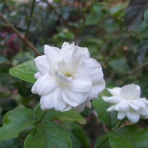 100+ Jasmine Seeds for Planting