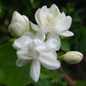 100+ Jasmine Seeds for Planting