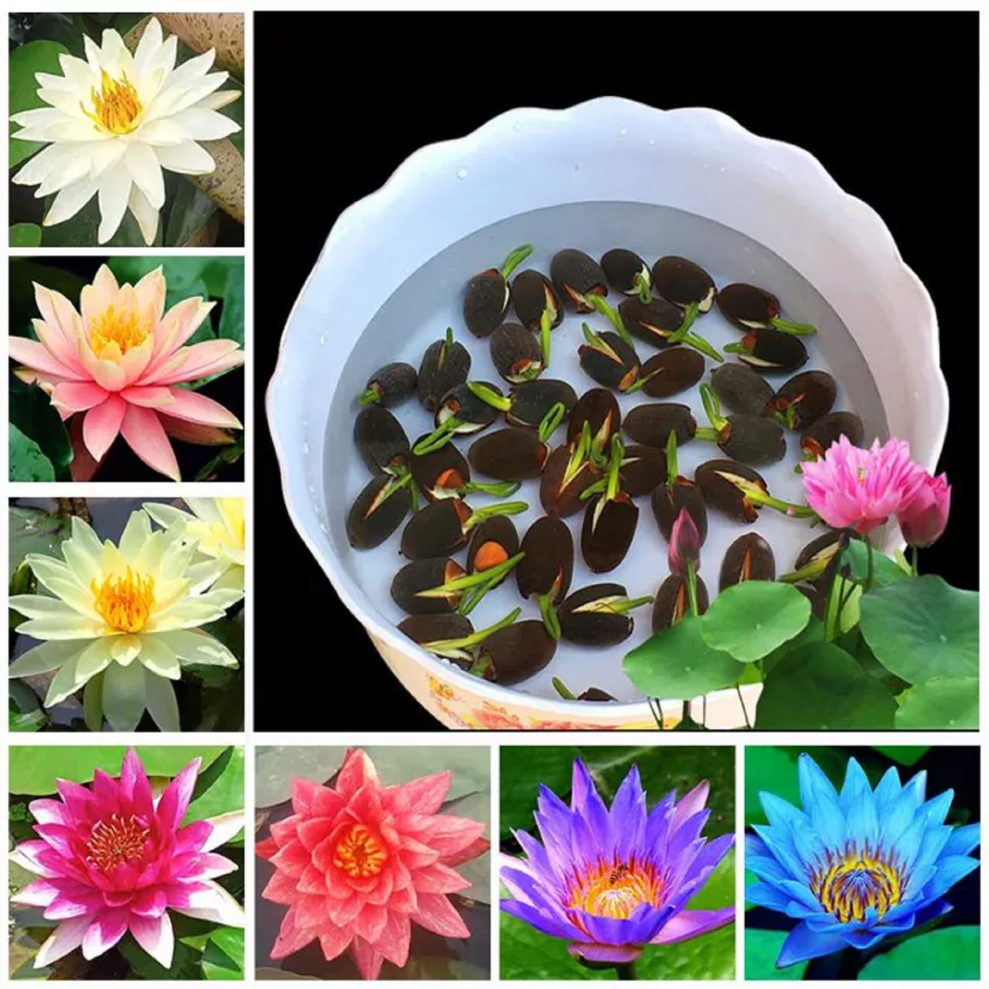 CHUXAY GARDEN Mixed Nymphaeaceae- Water Lilies 10 Seeds Bonsai Multiple Colour Bowl Lotus Seeds Decorative Pond Grows in Just Weeks