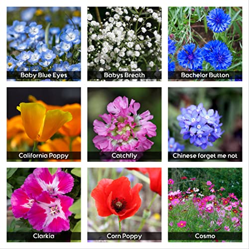 340,000 Wildflower Seeds, 1/2 lb, 35 Varieties of Flower Seeds, Mix of Annual and Perennial Seeds for Planting, Attract Butterflies and Hummingbirds, Non-GMO