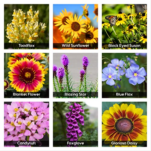 340,000 Wildflower Seeds, 1/2 lb, 35 Varieties of Flower Seeds, Mix of Annual and Perennial Seeds for Planting, Attract Butterflies and Hummingbirds, Non-GMO