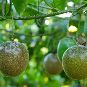 100+ Passion Fruit Seeds