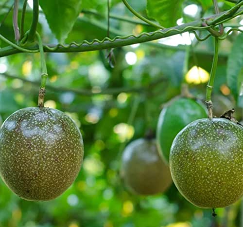 100+ Passion Fruit Seeds