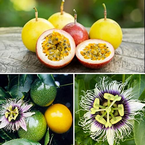 100+ Passion Fruit Seeds