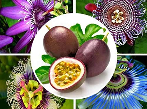 100+ Passion Fruit Seeds