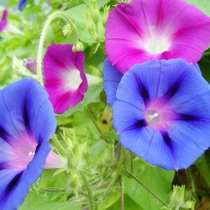 qauzuy garden rare flower morning glory mix seeds, 50 seeds, heirloom bonsai big petunia beautiful garden flowers-land miracle drought-tolerant fast-growing attract pollinators