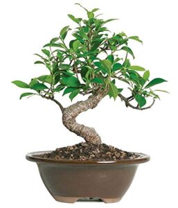 from you flowers - beginner ficus indoor bonsai tree for birthday, anniversary, get well, congratulations, thank you