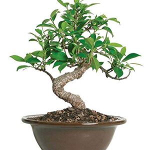 From You Flowers - Beginner Ficus Indoor Bonsai Tree for Birthday, Anniversary, Get Well, Congratulations, Thank You