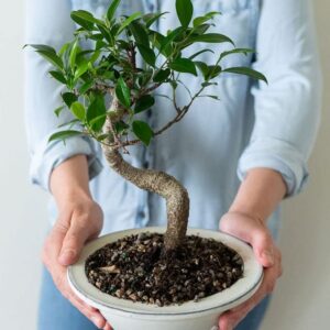 From You Flowers - Beginner Ficus Indoor Bonsai Tree for Birthday, Anniversary, Get Well, Congratulations, Thank You