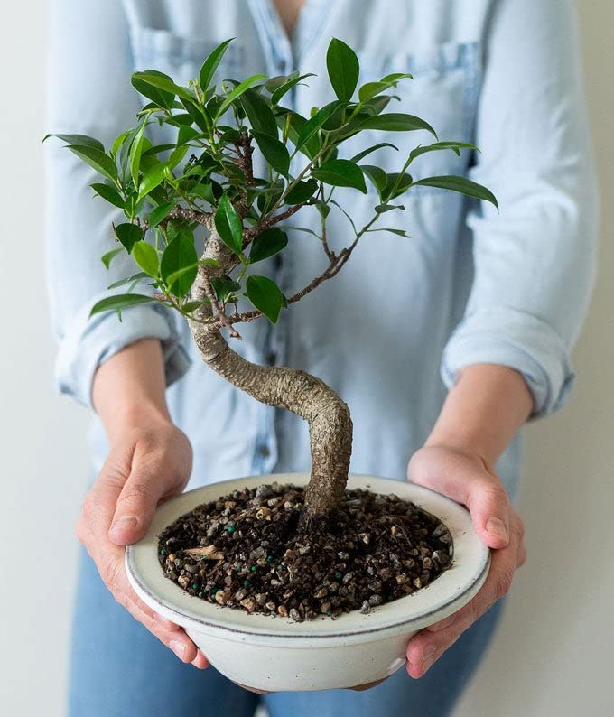 From You Flowers - Beginner Ficus Indoor Bonsai Tree for Birthday, Anniversary, Get Well, Congratulations, Thank You