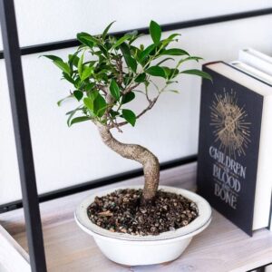 From You Flowers - Beginner Ficus Indoor Bonsai Tree for Birthday, Anniversary, Get Well, Congratulations, Thank You