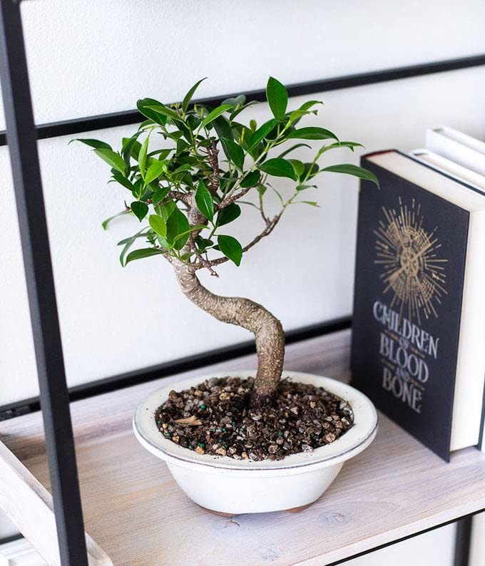 From You Flowers - Beginner Ficus Indoor Bonsai Tree for Birthday, Anniversary, Get Well, Congratulations, Thank You