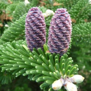 myseeds.co brand - world of fir, pine, spruce tree seeds for bonsai, hobby, landscape, ez-pac you choose color (korean fir - 0.25 oz)