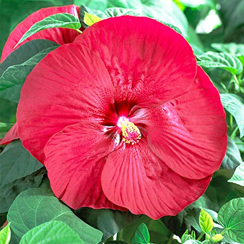 QAUZUY GARDEN 10 Red Swamp Hibiscus Seeds Scarlet Rosemallow Perennial Hardy Exotic Plant Bonsai Seeds Easy to Grow Low-Maintenance Attract Pollinators