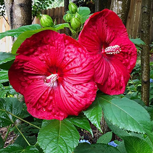 QAUZUY GARDEN 10 Red Swamp Hibiscus Seeds Scarlet Rosemallow Perennial Hardy Exotic Plant Bonsai Seeds Easy to Grow Low-Maintenance Attract Pollinators