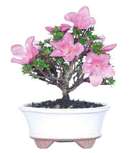 from you flowers - kazan azalea bonsai plant for birthday, anniversary, get well, congratulations, thank you