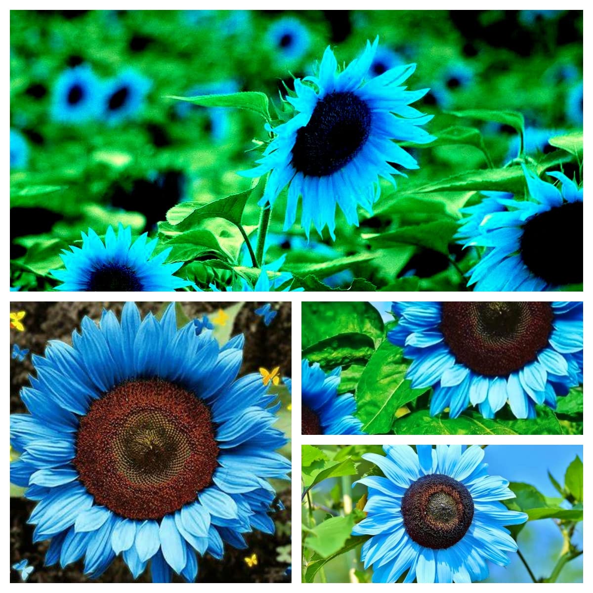 100 Pcs Midnight Bright Blue Sunflower Seeds for Planting Home Garden