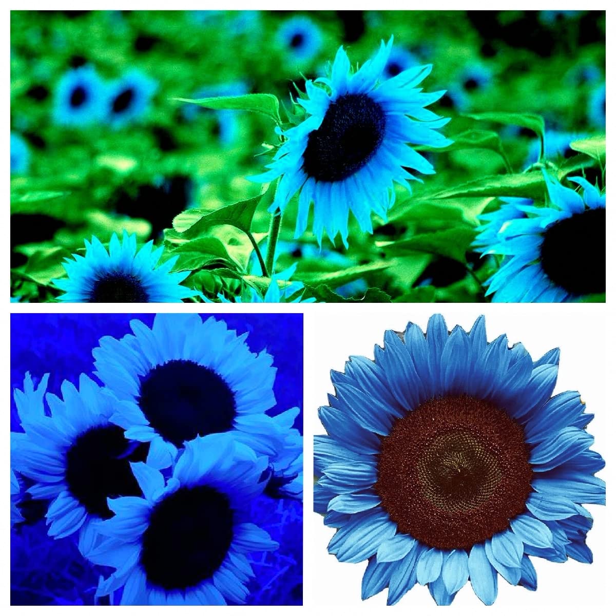 100 Pcs Midnight Bright Blue Sunflower Seeds for Planting Home Garden